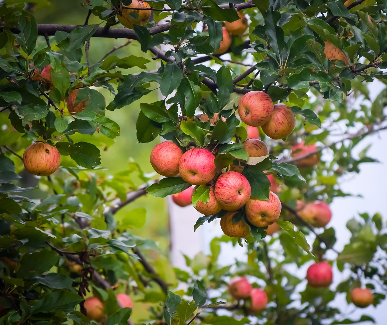 Kashmiri Apples Red - Free photo on Pixabay
