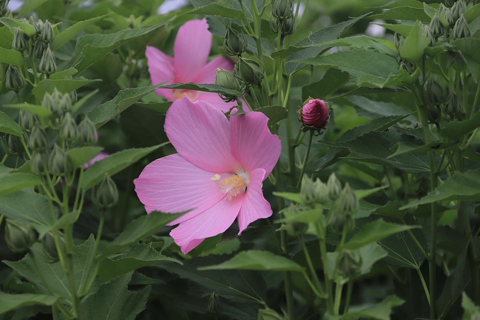 Hibiscus Mutabilis Hibicus Fleurs - Photo gratuite sur Pixabay