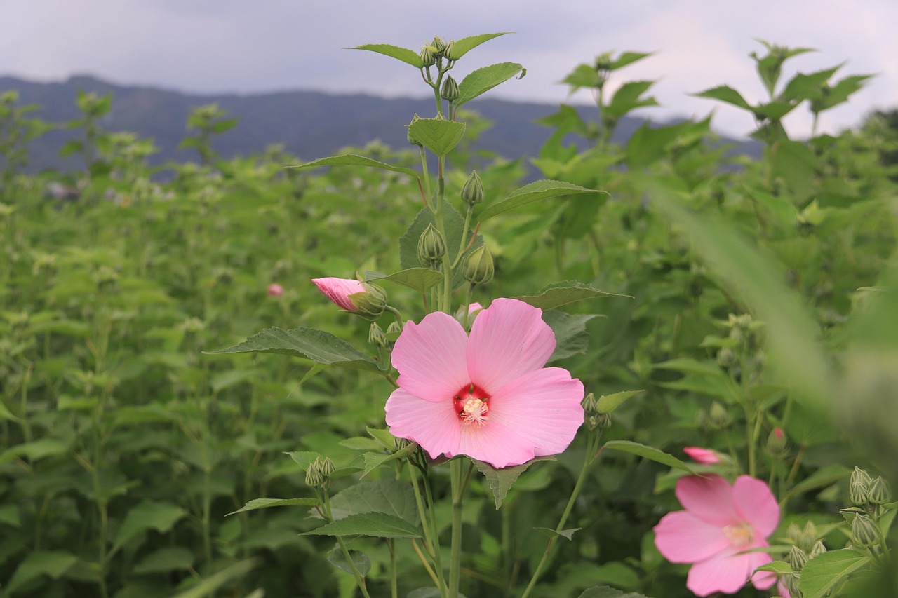 4,000+ Free Hibiscus Mutabilis & Hibiscus Images - Pixabay