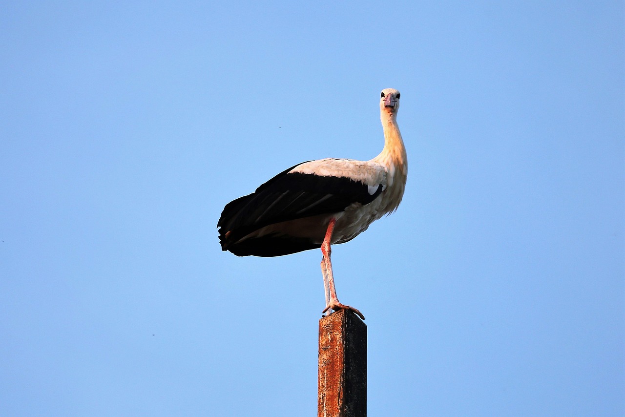 Cigogne Oiseau Animal - Photo gratuite sur Pixabay - Pixabay