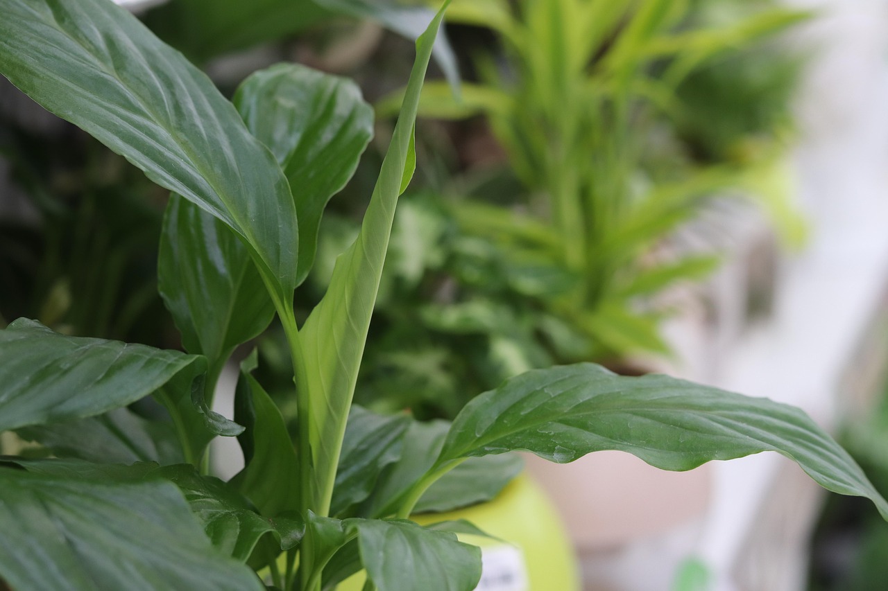 Planta Verde Jardim - Foto gratuita no Pixabay - Pixabay