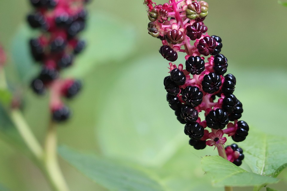 Phytolacca Decandra American - Free photo on Pixabay - Pixabay