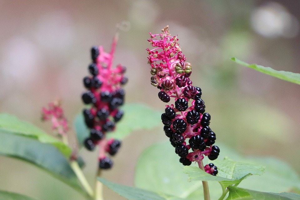 Phytolacca Decandra Pokeweed - Photo gratuite sur Pixabay - Pixabay