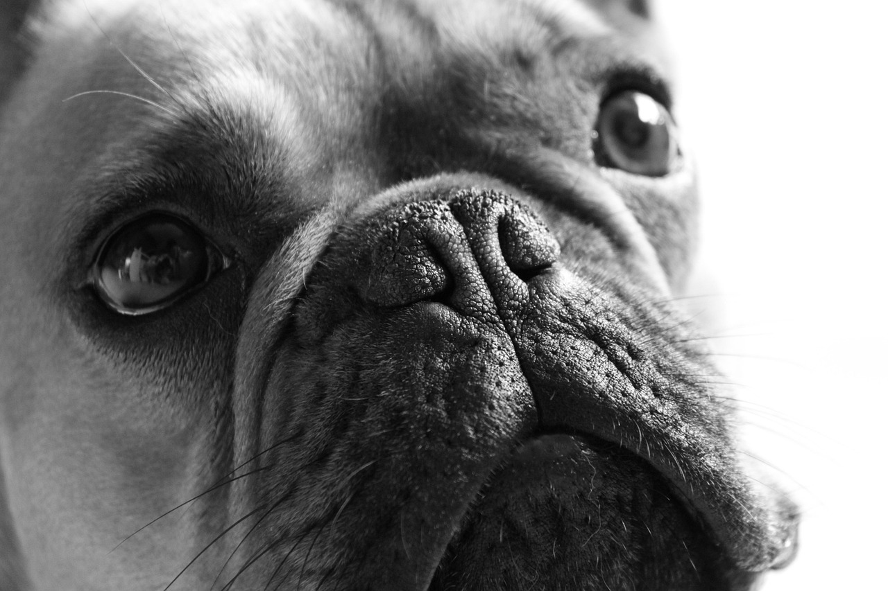Dog Portrait Face - Free photo on Pixabay - Pixabay