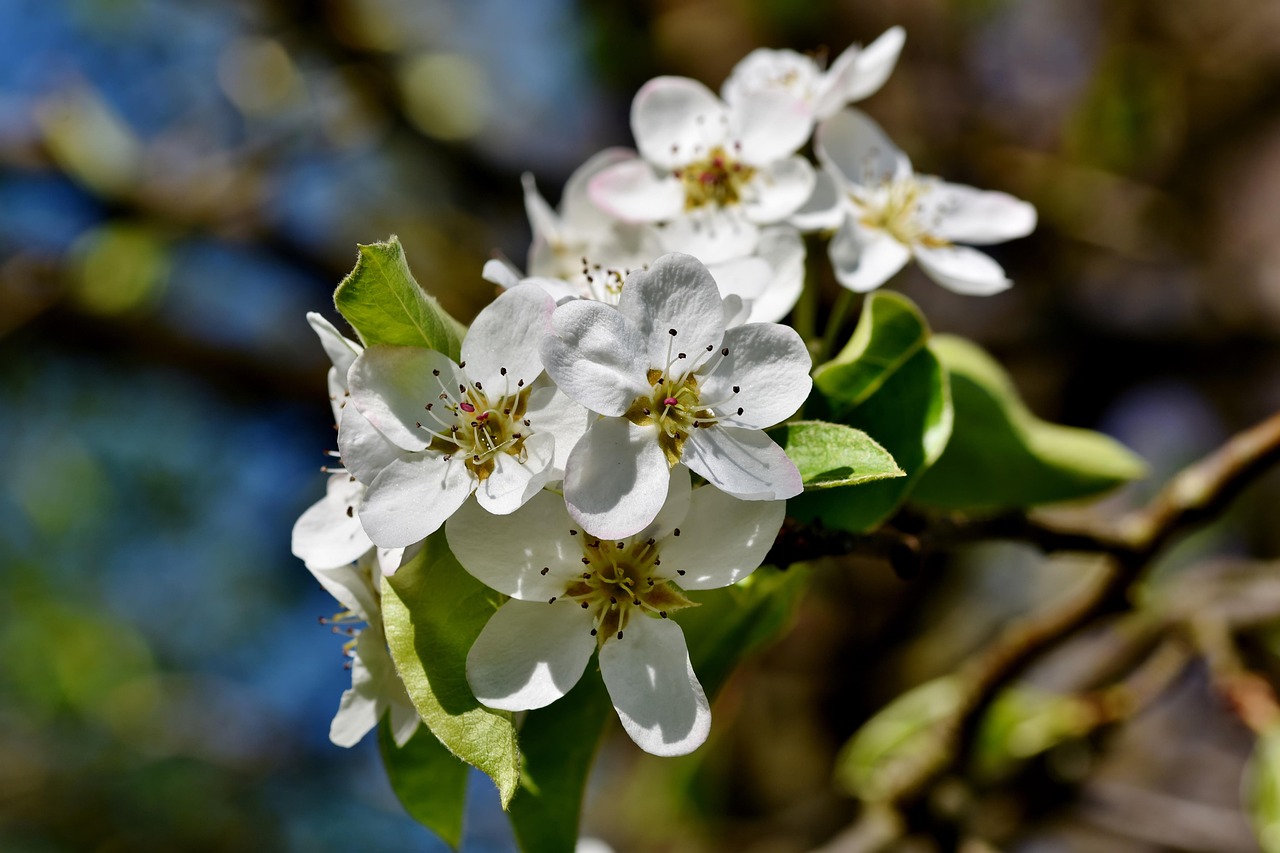 30,000+ Free Pear Blossom & Bloom Images - Pixabay