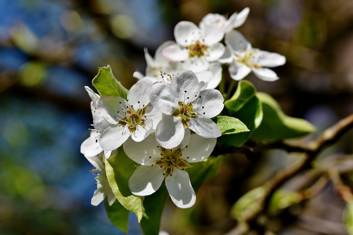 Plus de 200 images de Poiriers En Fleurs et de Printemps - Pixabay