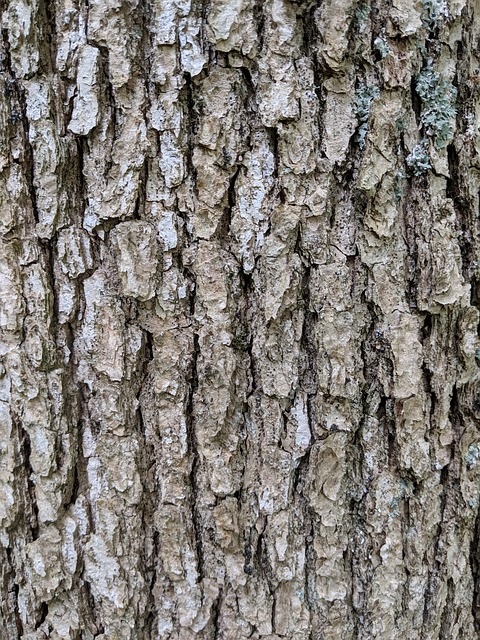 20,000+ Free Log Texture & Wood Images - Pixabay
