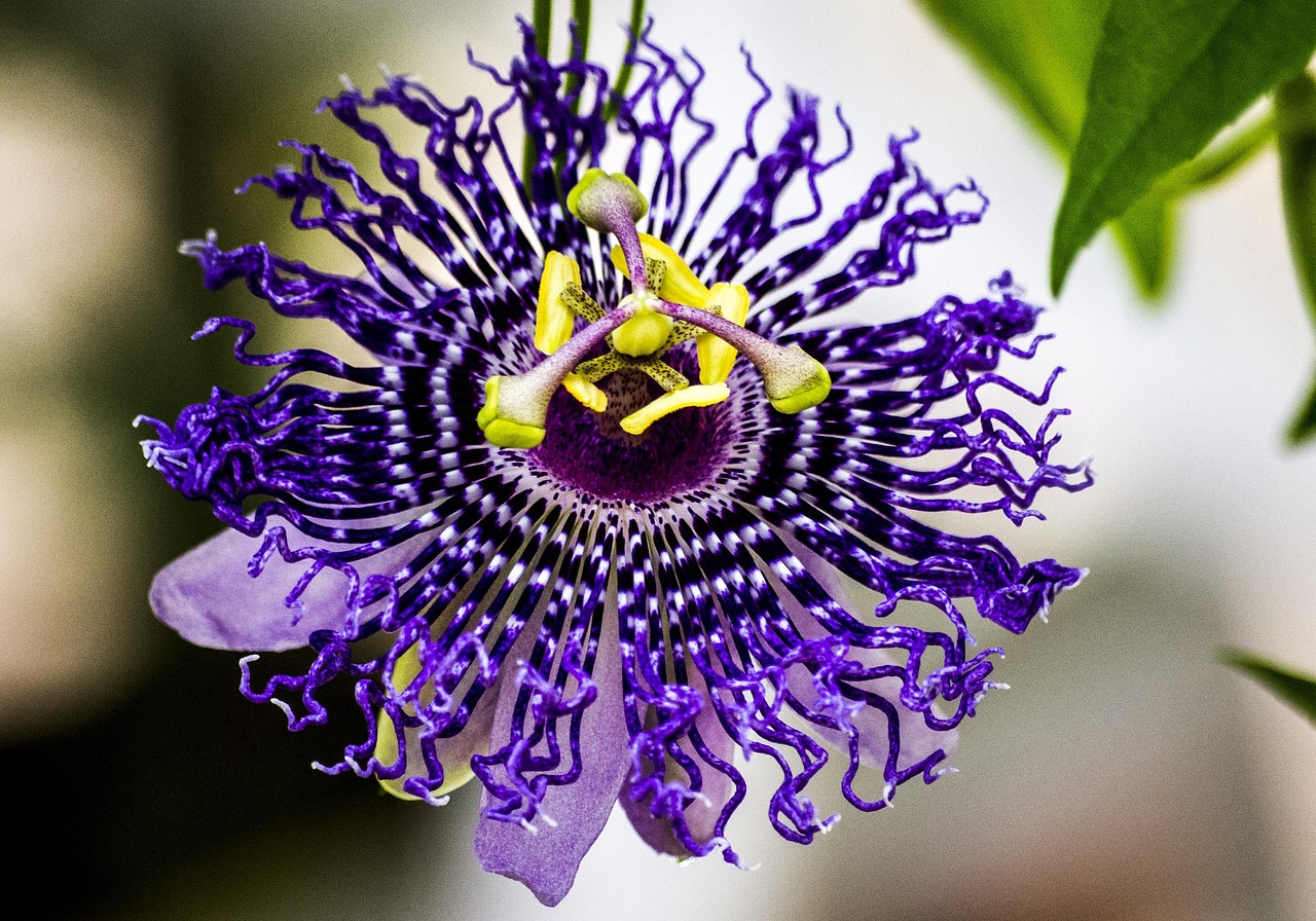 100+ Free Passionflower & Flower Photos - Pixabay