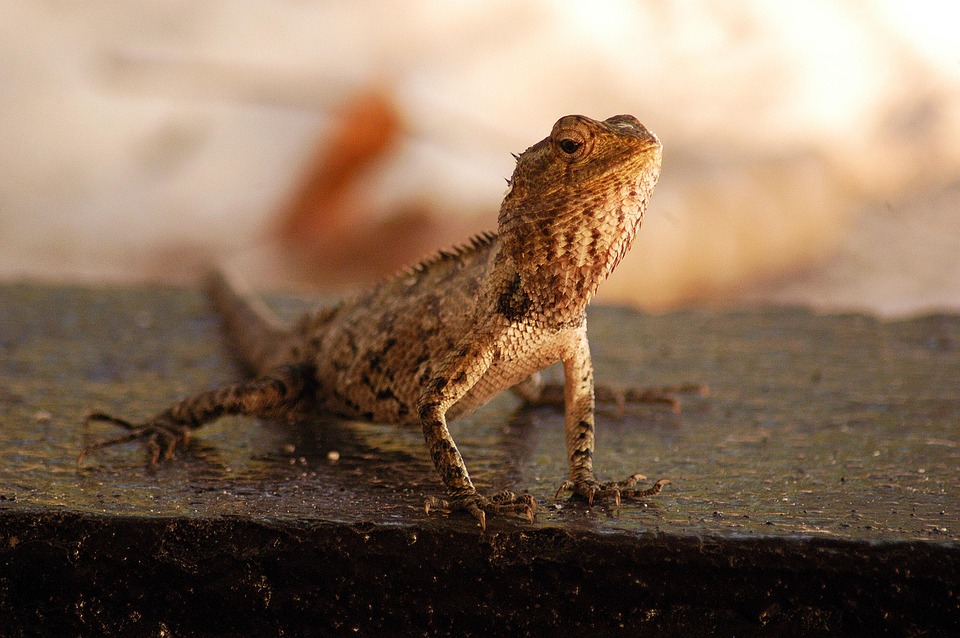 Lizard Of The Maldives - Free photo on Pixabay - Pixabay