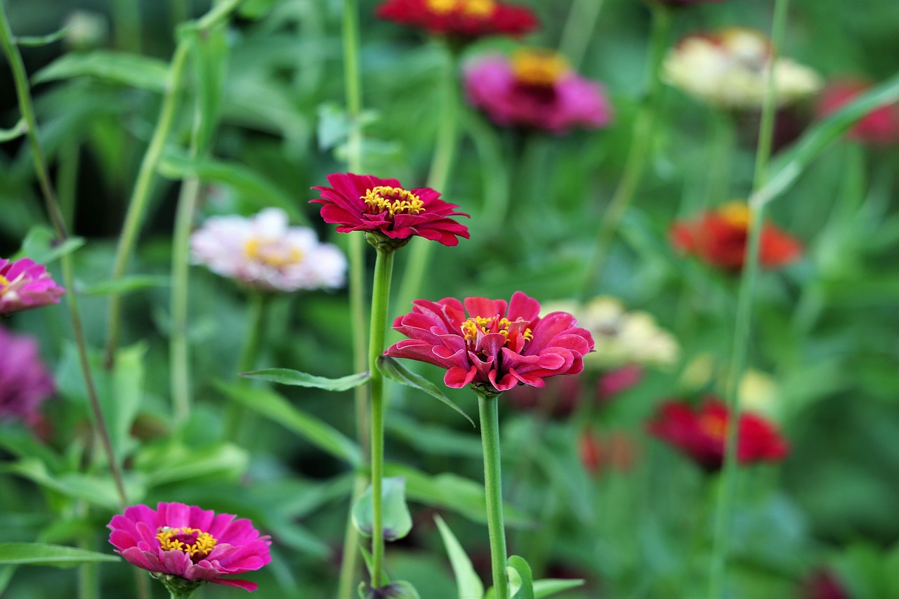 Colorful Zinnia Blooming Flower - Free photo on Pixabay