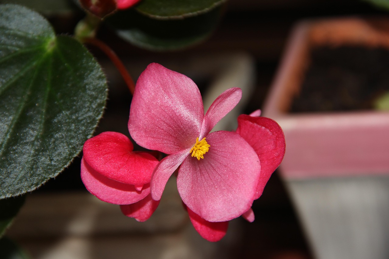 Begonia Flowers Garden - Free photo on Pixabay