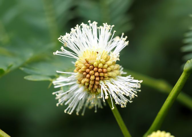 500+ Free Flowers Tiny & Nature Images - Pixabay