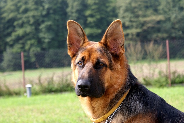 Chien De Berger Cheveu - Photo gratuite sur Pixabay - Pixabay