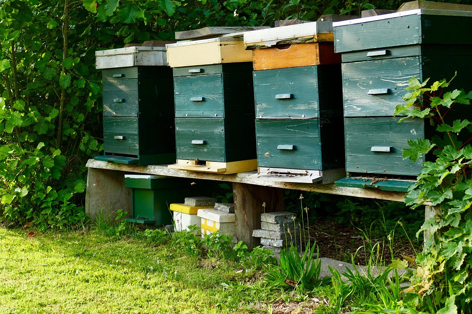 Bijen Bijenkast Honing - Gratis foto op Pixabay