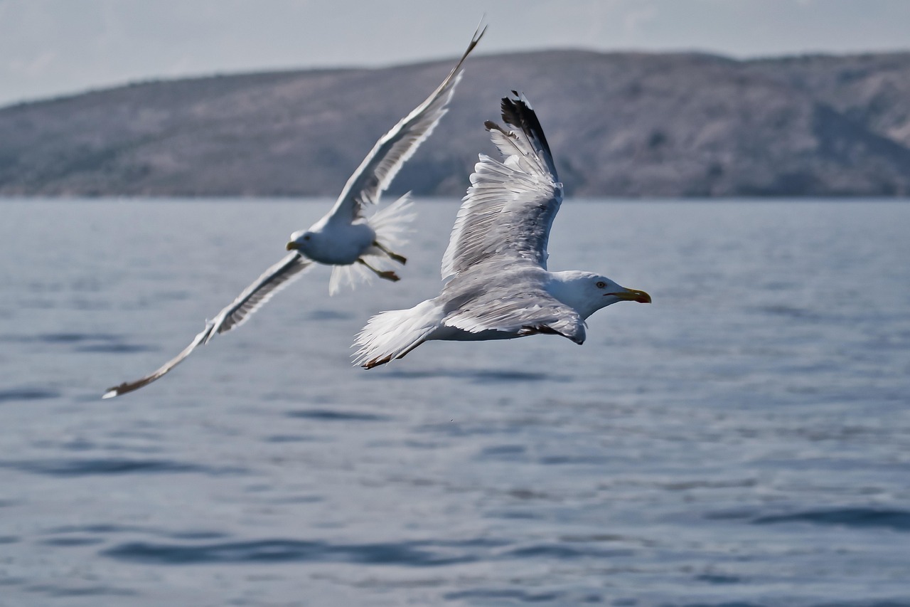 Gull Sea Bird - Free photo on Pixabay - Pixabay