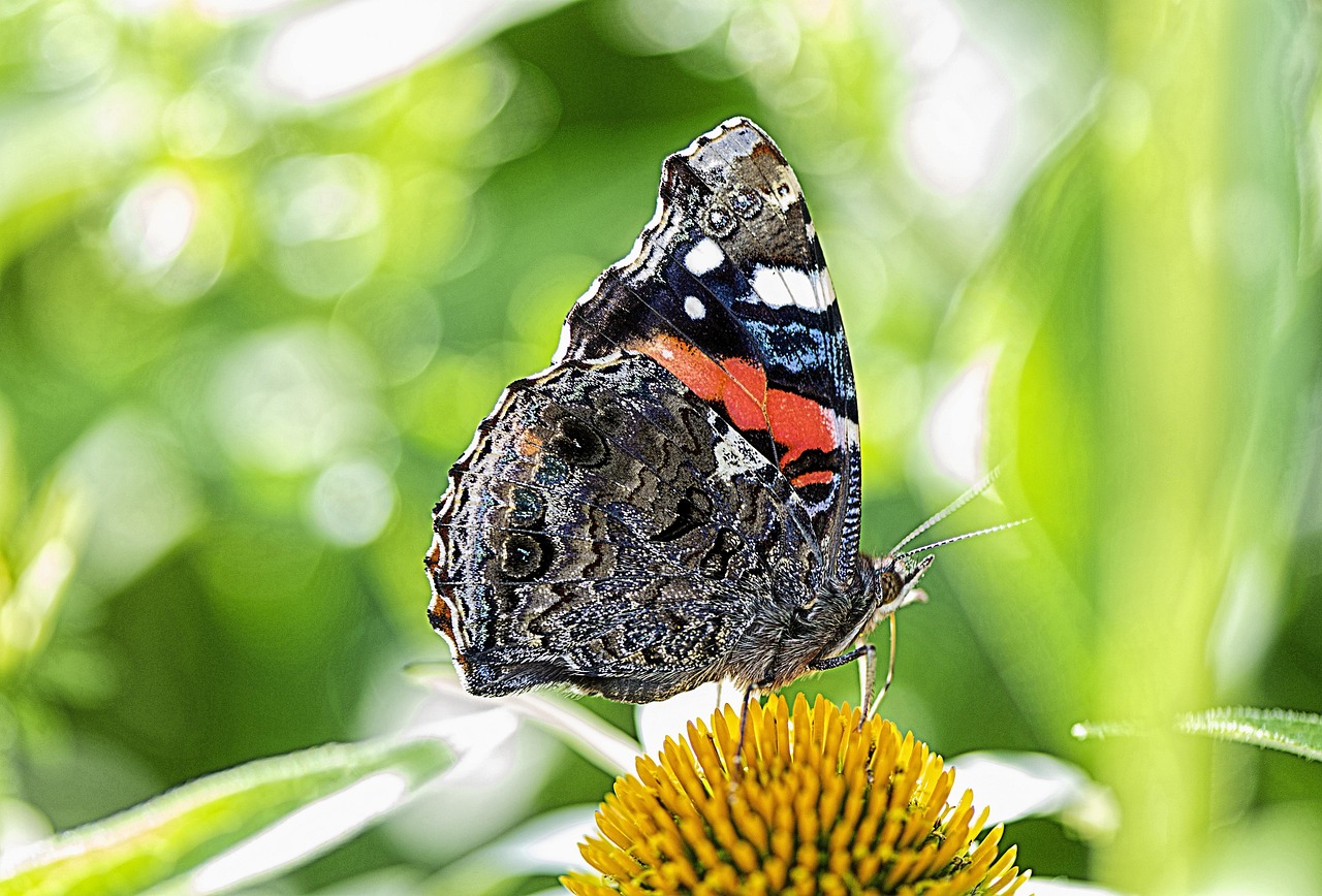 Butterfly Insect Nature - Free photo on Pixabay - Pixabay