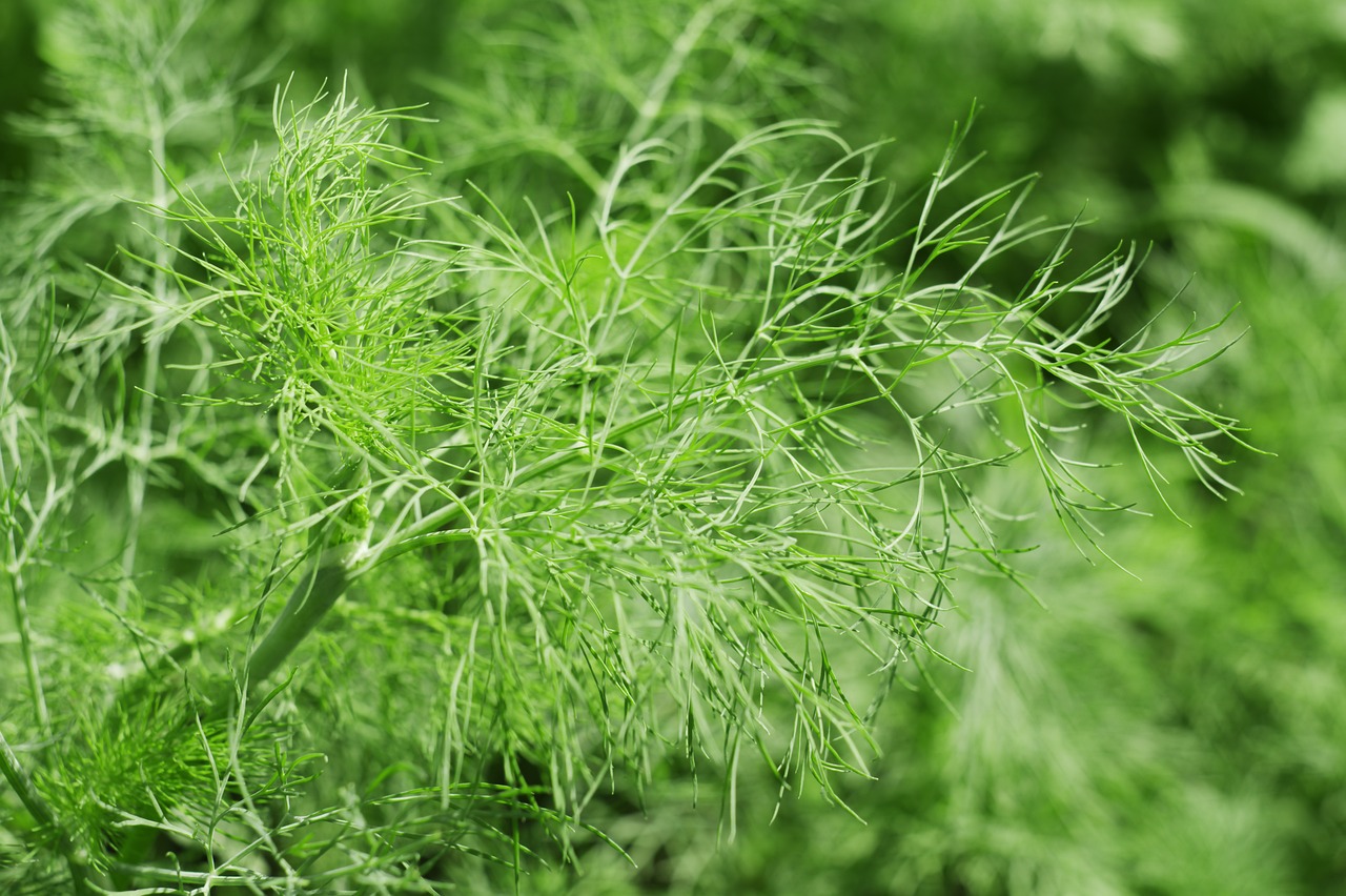 Plus de 200 images de Fenouil et de Des Légumes - Pixabay