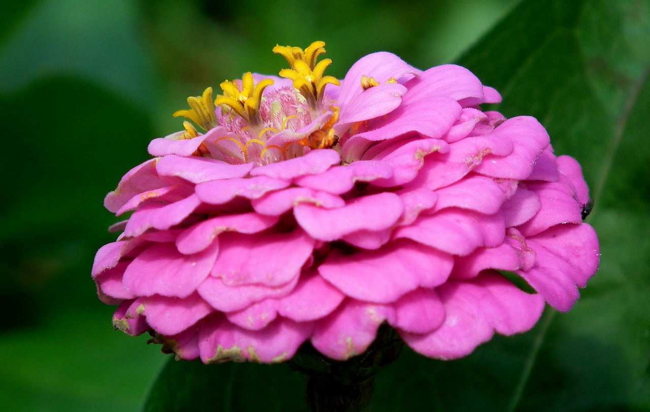 Zinnia Flor Vistoso - Foto gratis en Pixabay - Pixabay