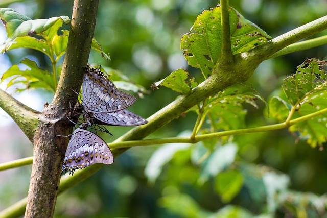 Arbre Papillon La Nature - Photo gratuite sur Pixabay - Pixabay