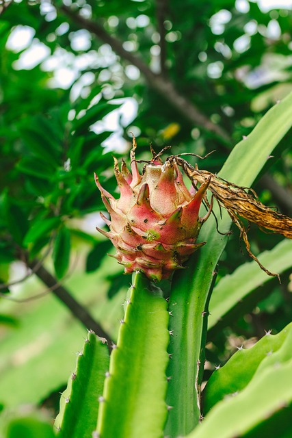 Thorn Dragon Fruit - Free photo on Pixabay - Pixabay