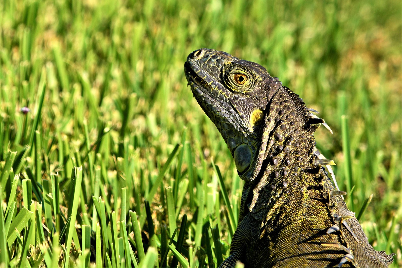 Iguana Lizard Dragon - Free photo on Pixabay - Pixabay