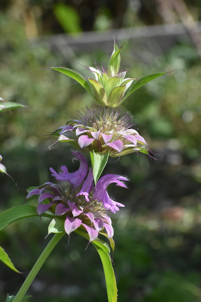 40+ Free Monarda & Bergamot Images - Pixabay