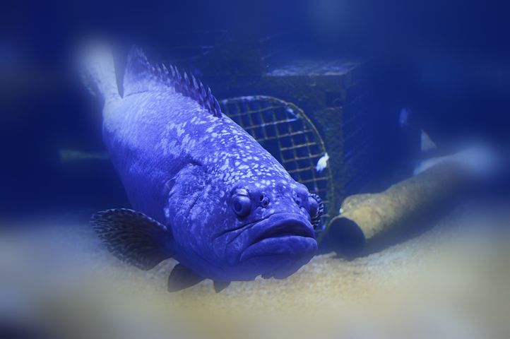 9+ Free Grouper & Fish Images - Pixabay