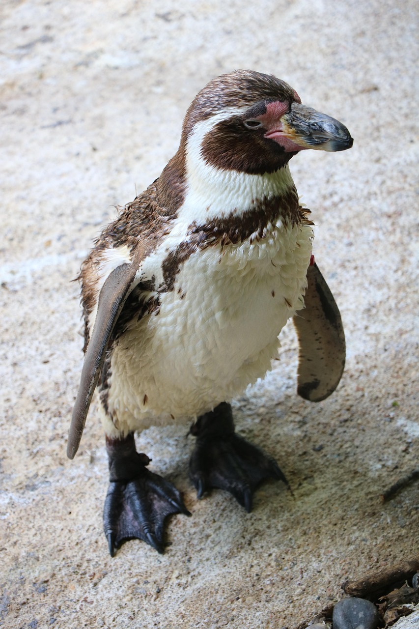 Pingouin Animal Nature - Photo gratuite sur Pixabay - Pixabay