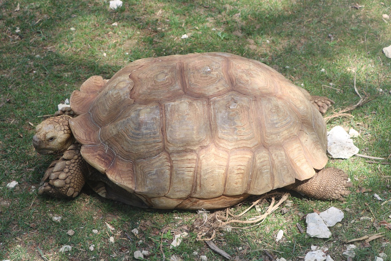 Turtle Shell Reptile Free Photo On Pixabay Pixabay
