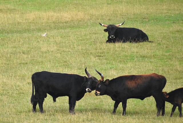 30+ Free Auroch & Cattle Images - Pixabay
