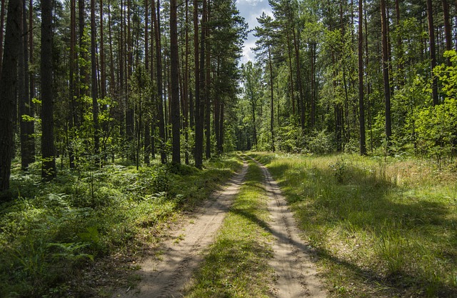 La Carretera Bosque Árboles - Foto gratis en Pixabay - Pixabay
