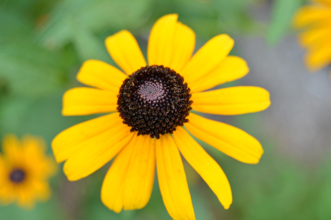 Black-Eyed Susan Spring Flower - Free photo on Pixabay - Pixabay