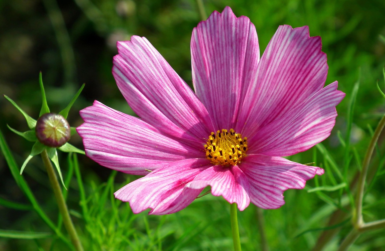 Flor Rosado Floreciente - Foto gratis en Pixabay - Pixabay