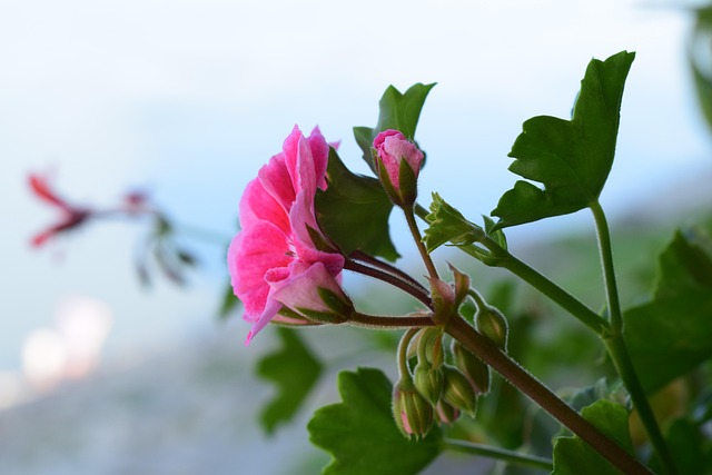 Flor Danúbio Rio - Foto gratuita no Pixabay - Pixabay