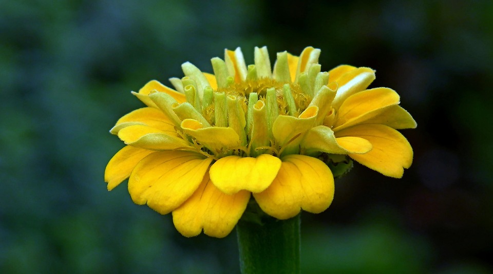Zinnia Flor Amarillo - Foto gratis en Pixabay - Pixabay