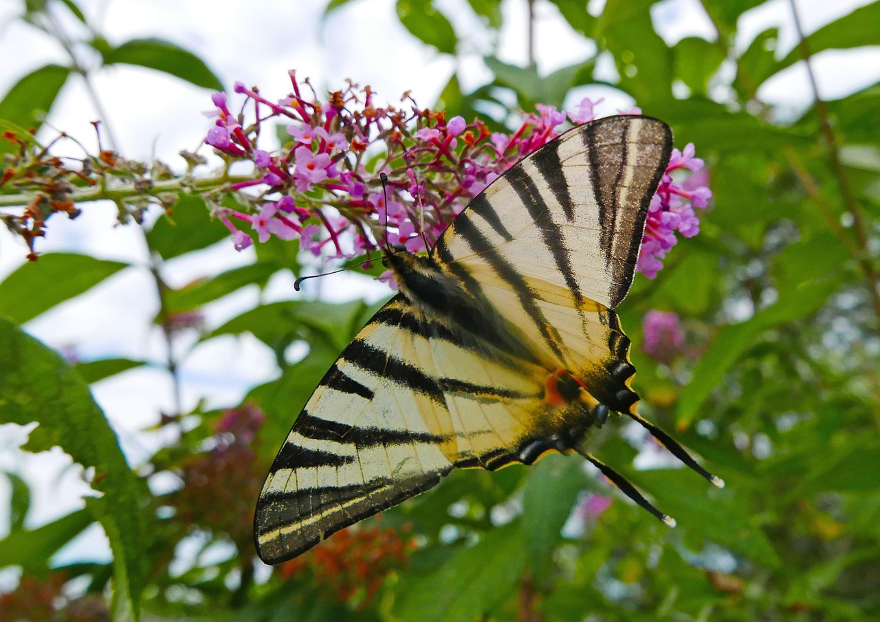 La Nature Papillon Machaon - Photo gratuite sur Pixabay - Pixabay
