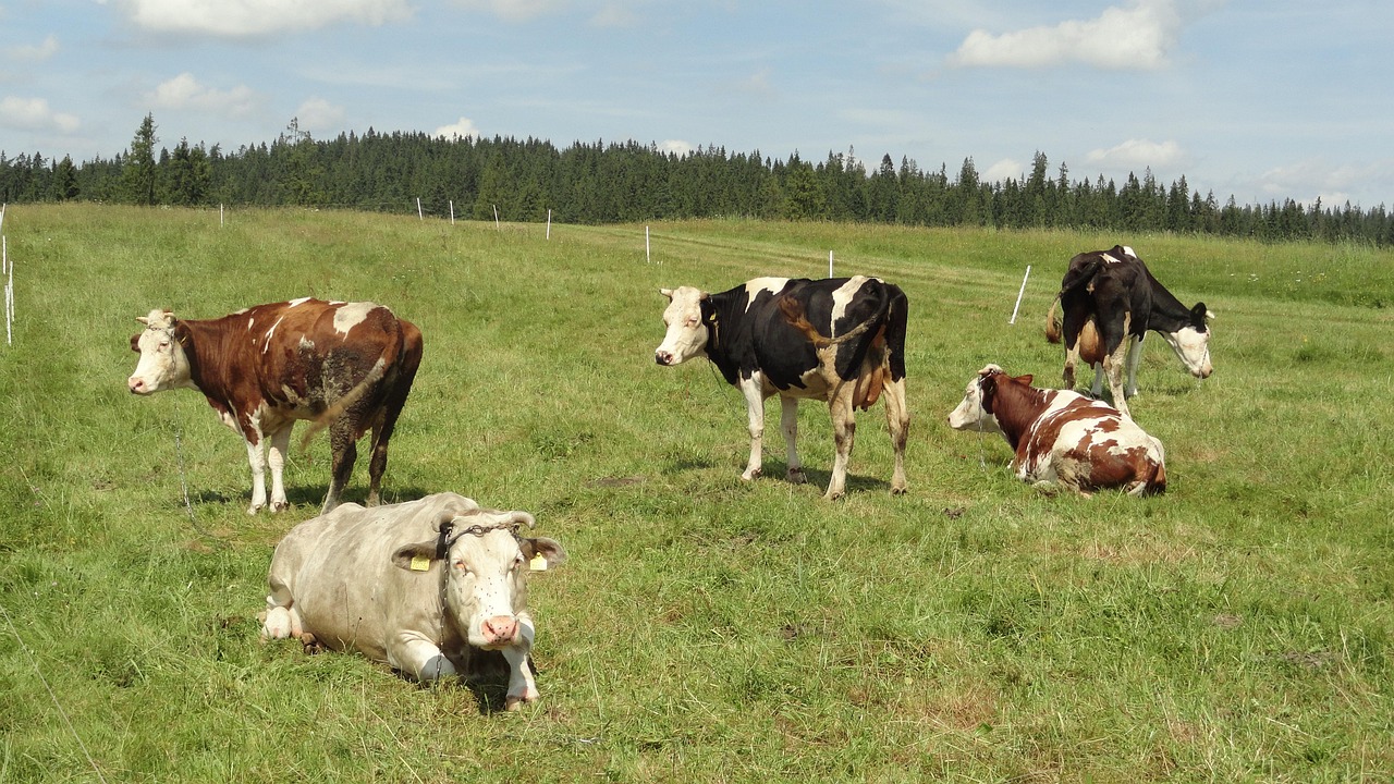 Sapi Padang Rumput Pertanian - Foto gratis di Pixabay - Pixabay