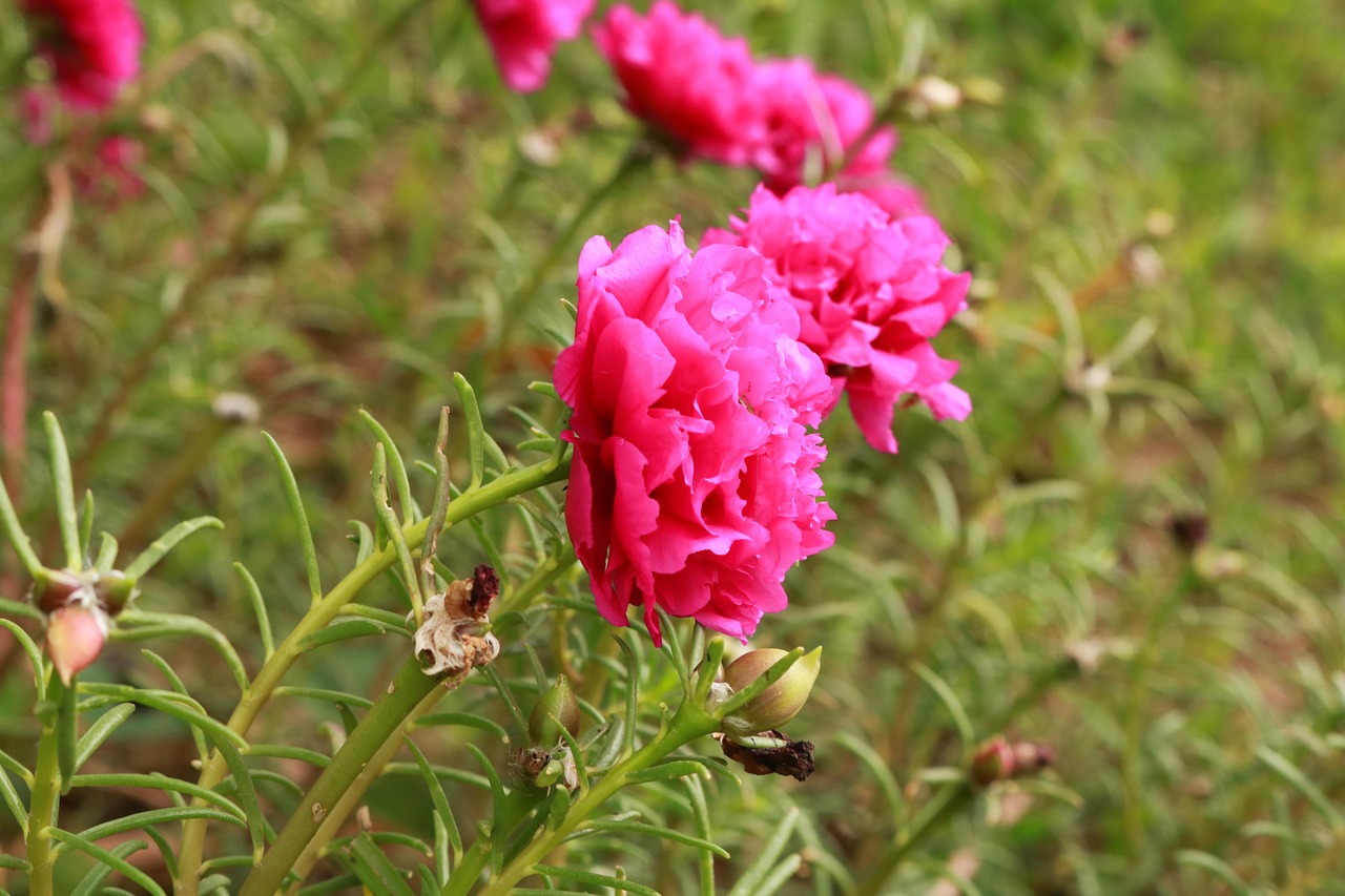 Blume Natur - Kostenloses Foto auf Pixabay - Pixabay