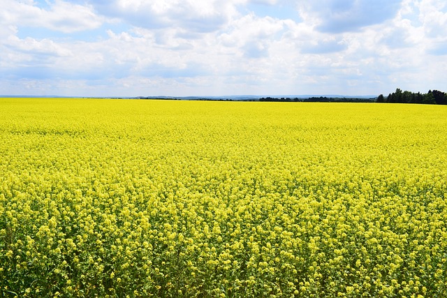 สาขา Rapeseeds ธรรมชาติ ฤดูร้อน - ภาพฟรีบน Pixabay - Pixabay