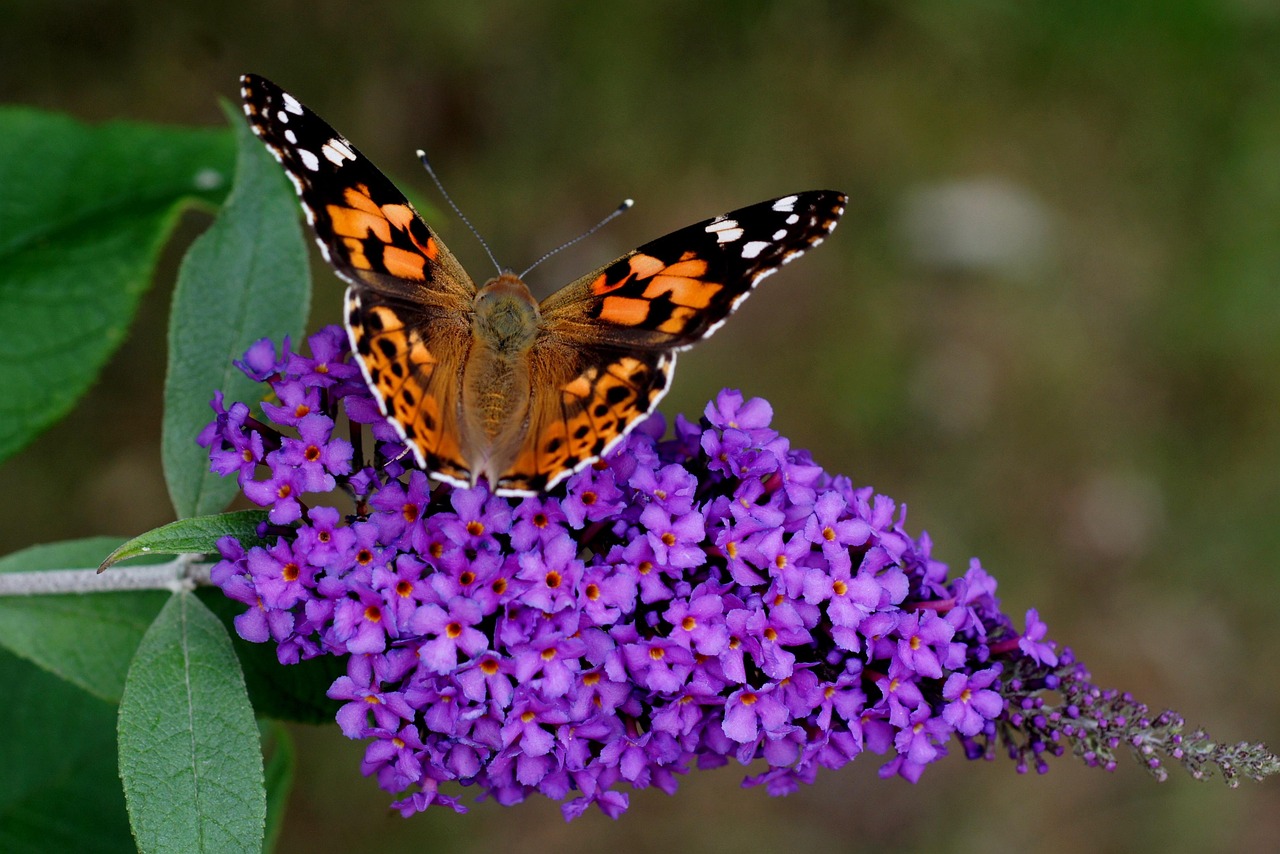 Vanessa Cardui Papillon Buddleja - Photo gratuite sur Pixabay - Pixabay