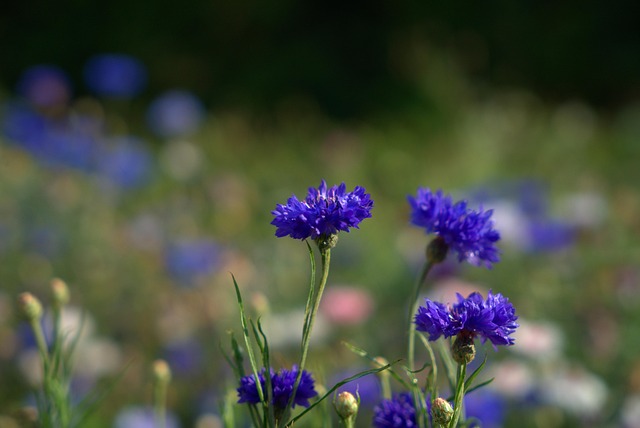 Bunga Kebun Padang Rumput - Foto gratis di Pixabay - Pixabay