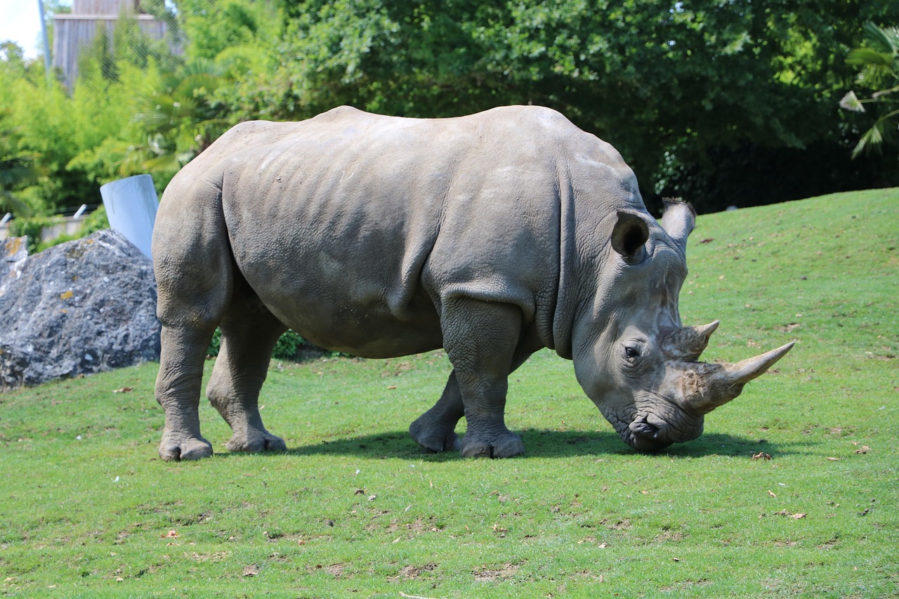 Rhinoceros Animal Africa - Free photo on Pixabay - Pixabay