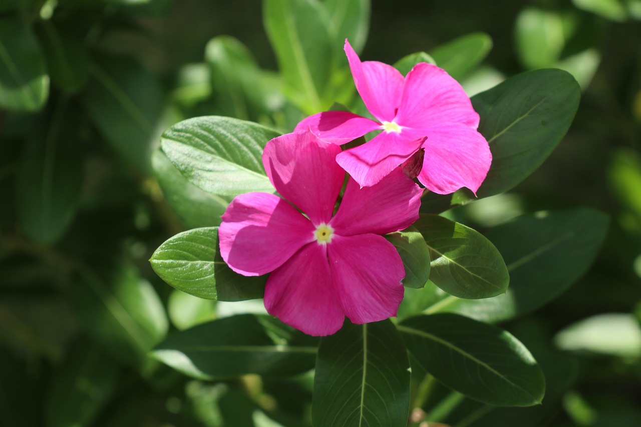 Couple De Fleurs Magnifique Jardin - Photo gratuite sur Pixabay - Pixabay