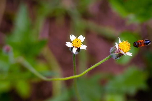 Grass Flower Plant - Free photo on Pixabay - Pixabay