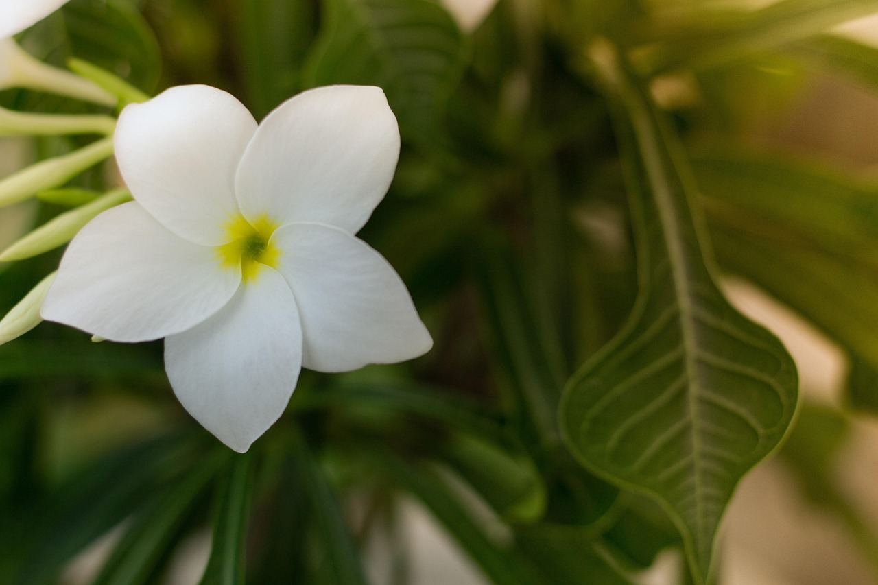 Plant Flower Nature - Free photo on Pixabay - Pixabay