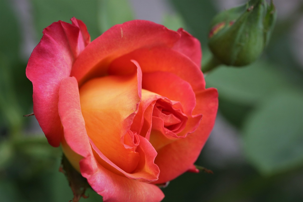 7000 多张免费的“Alinka Rózsa”和“自然”照片 - Pixabay