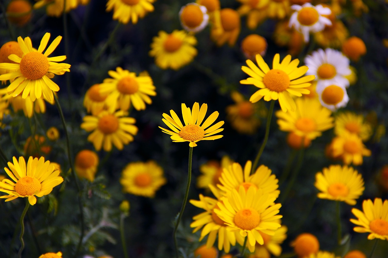 Fleurs Marguerites Jaune - Photo gratuite sur Pixabay - Pixabay