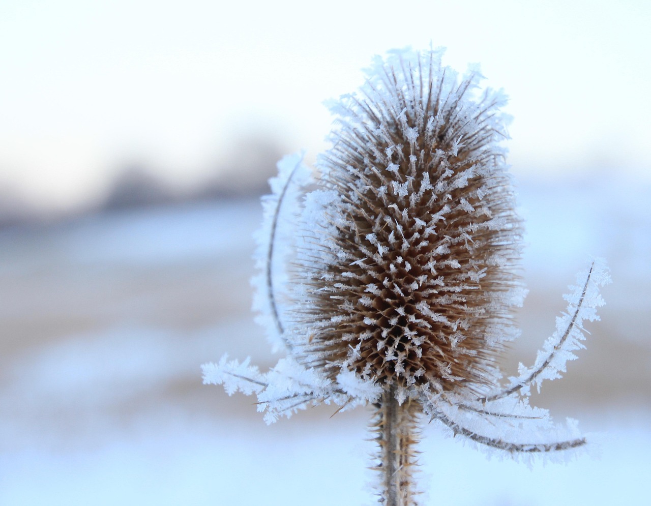 Detalhe Da Foto Natureza Inverno - Foto gratuita no Pixabay - Pixabay