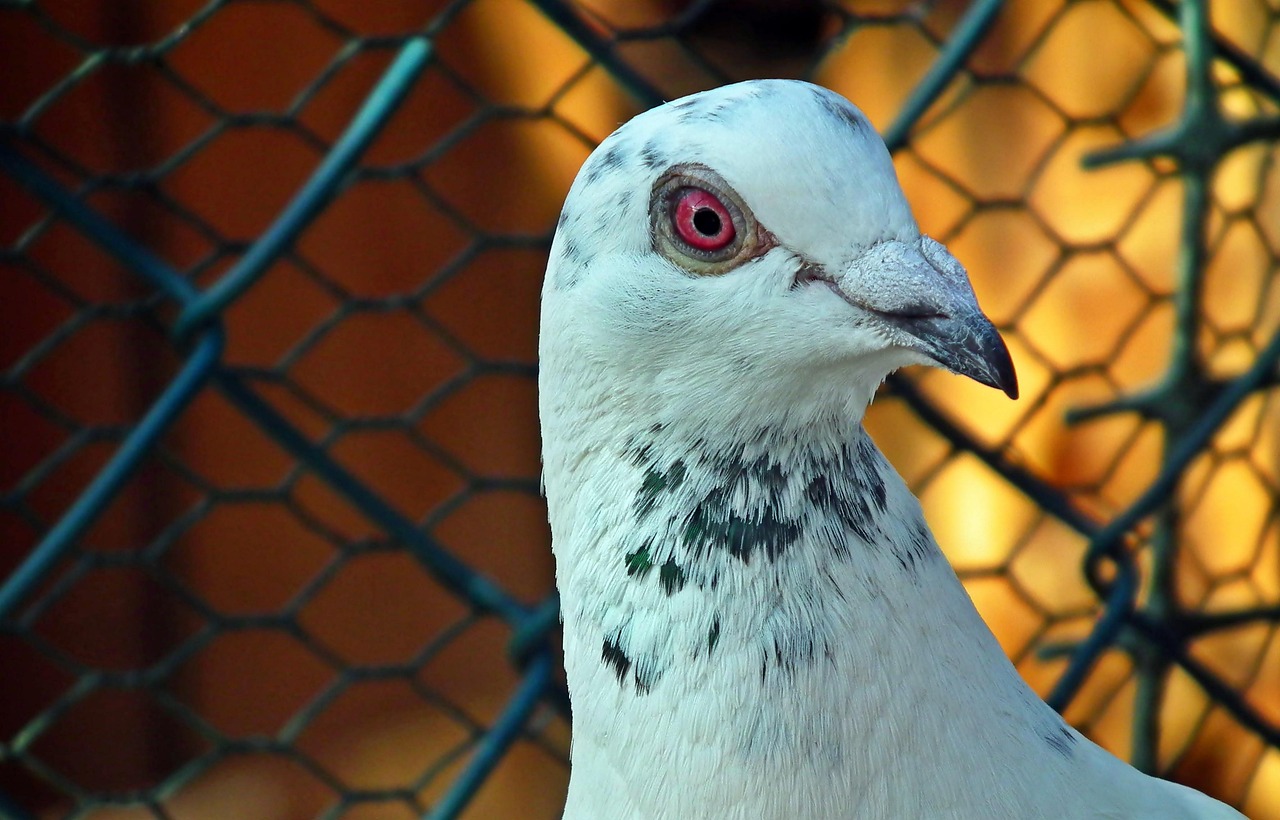 Paloma Pájaro Animales - Foto gratis en Pixabay - Pixabay