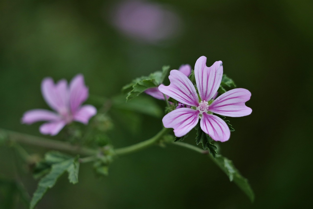 2,000+ Free Ljusrosa Malva & Mallow Images - Pixabay